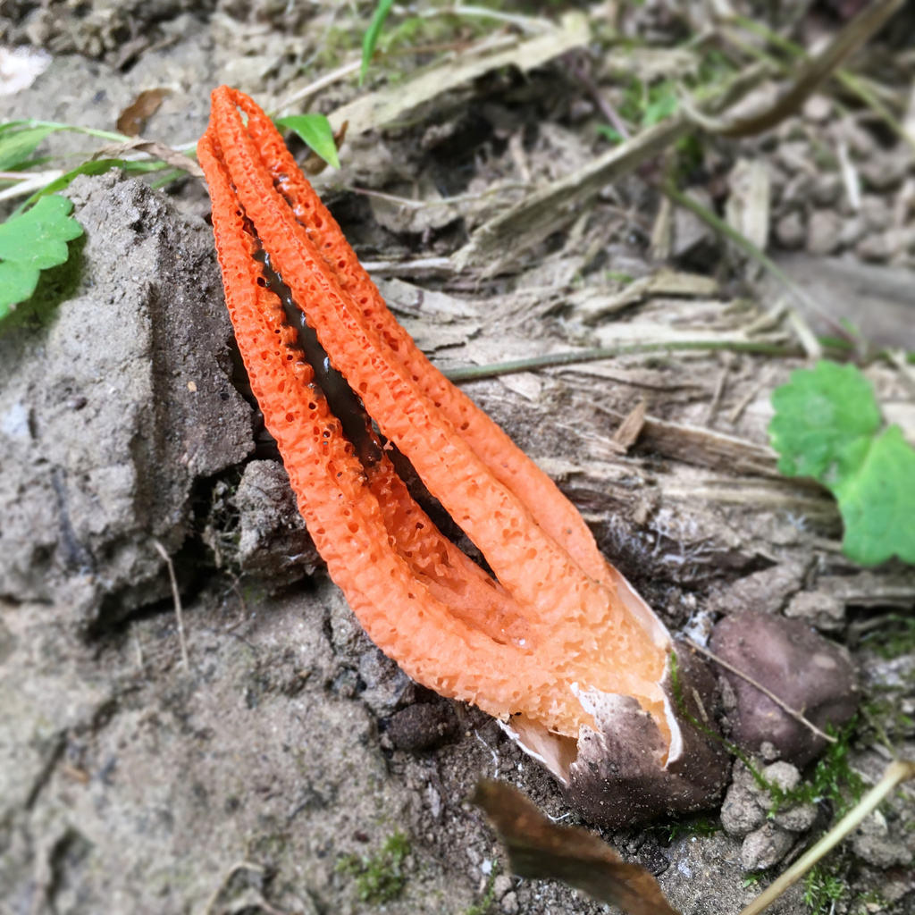 stinky squid in August 2020 by marylandmushrooms · iNaturalist