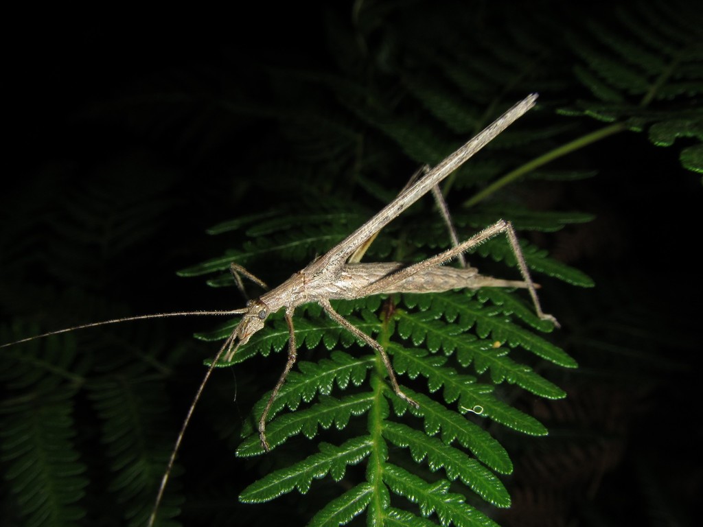 Australian Twig-mimicking Katydid from Bellfield VIC 3381, Australia on ...
