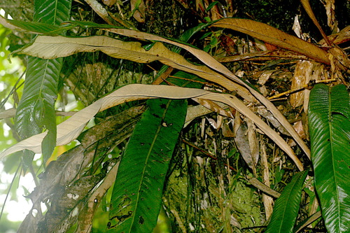 Pyrrosia platyphylla · iNaturalist