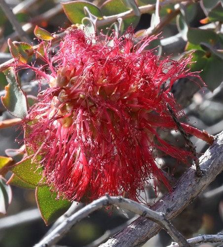 Melaleuca macronychia · iNaturalist