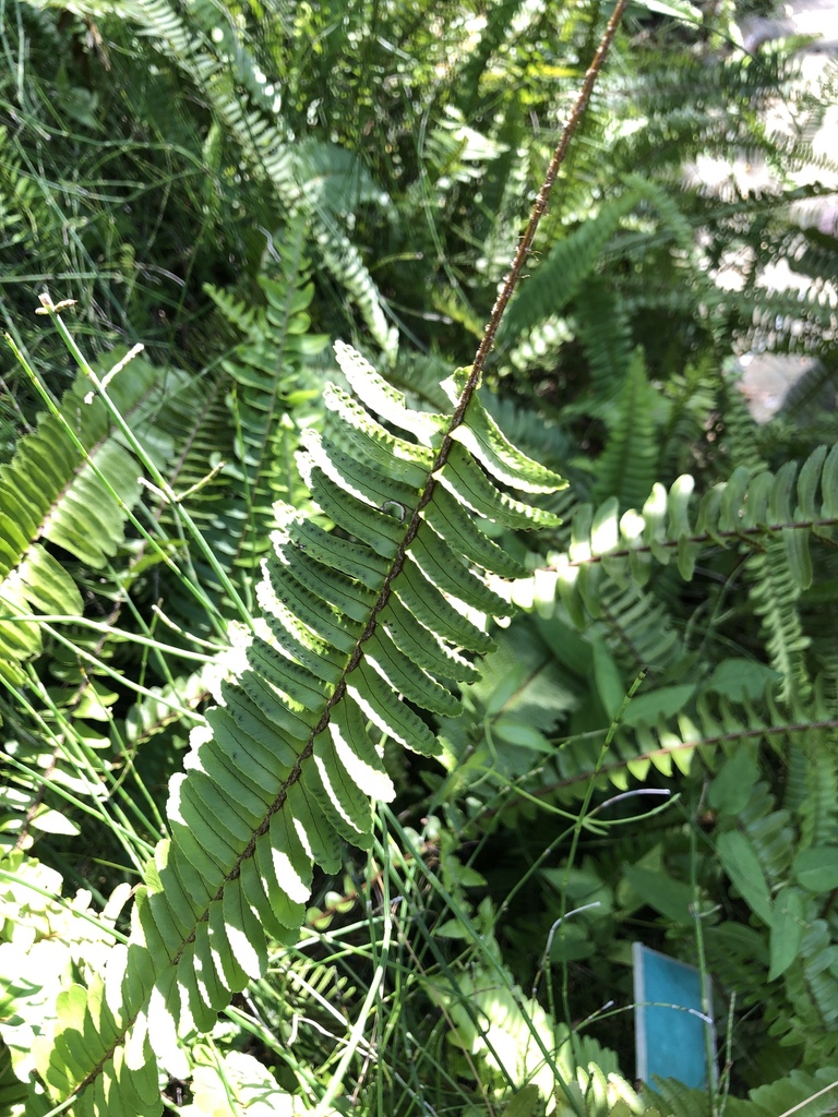 Fishbone Fern from 台北植物園, 中正區, TW on August 24, 2020 at 02:26 PM by ...