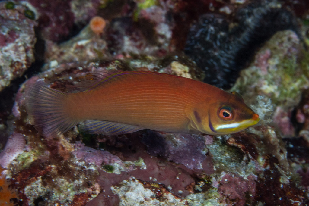 Disappearing Wrasse (Reef Fish of the Hawaiian Islands) · iNaturalist