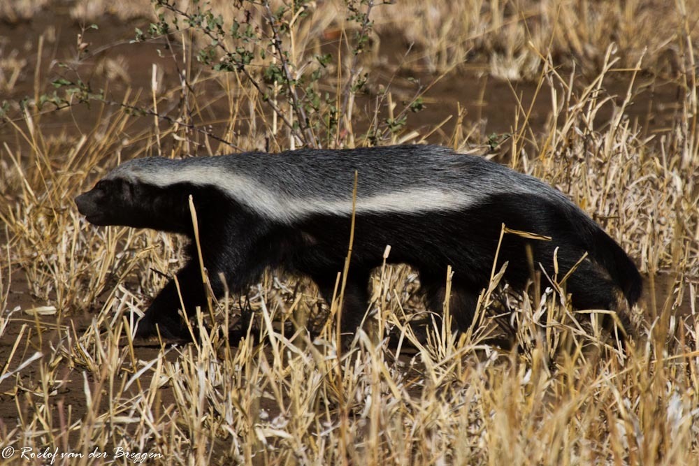 Ratel (Mellivora capensis) - Know Your Mammals