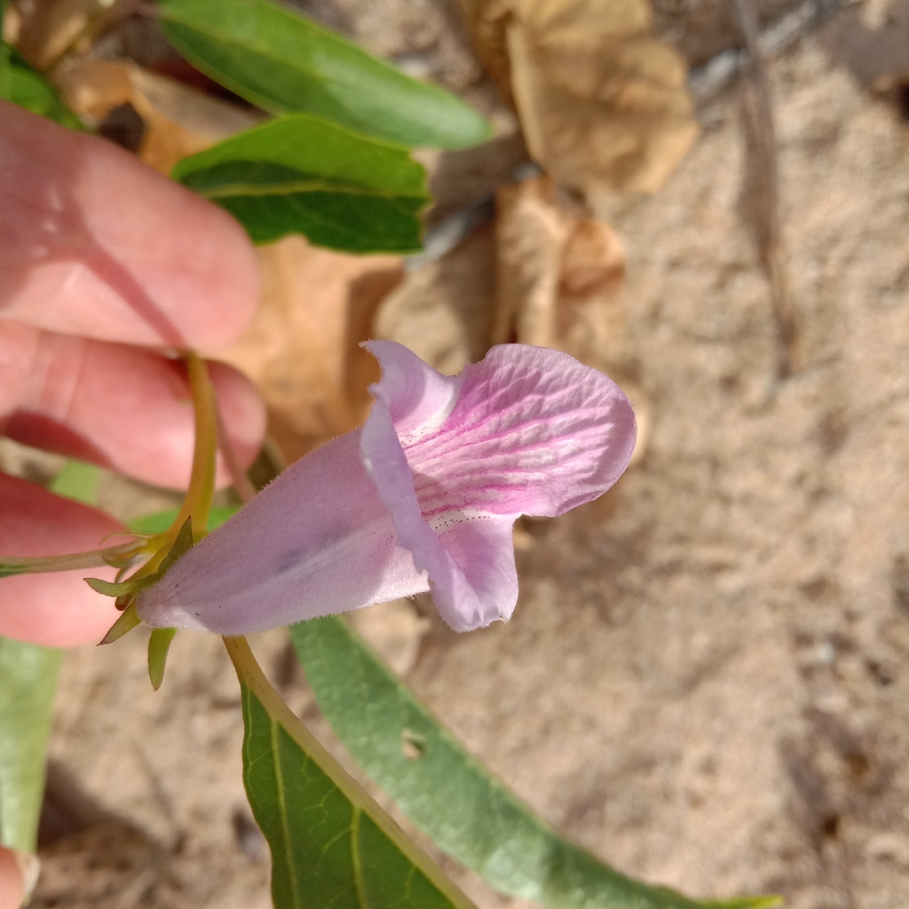 Josephinia imperatricis from New Mapoon QLD 4876, Australia on August ...