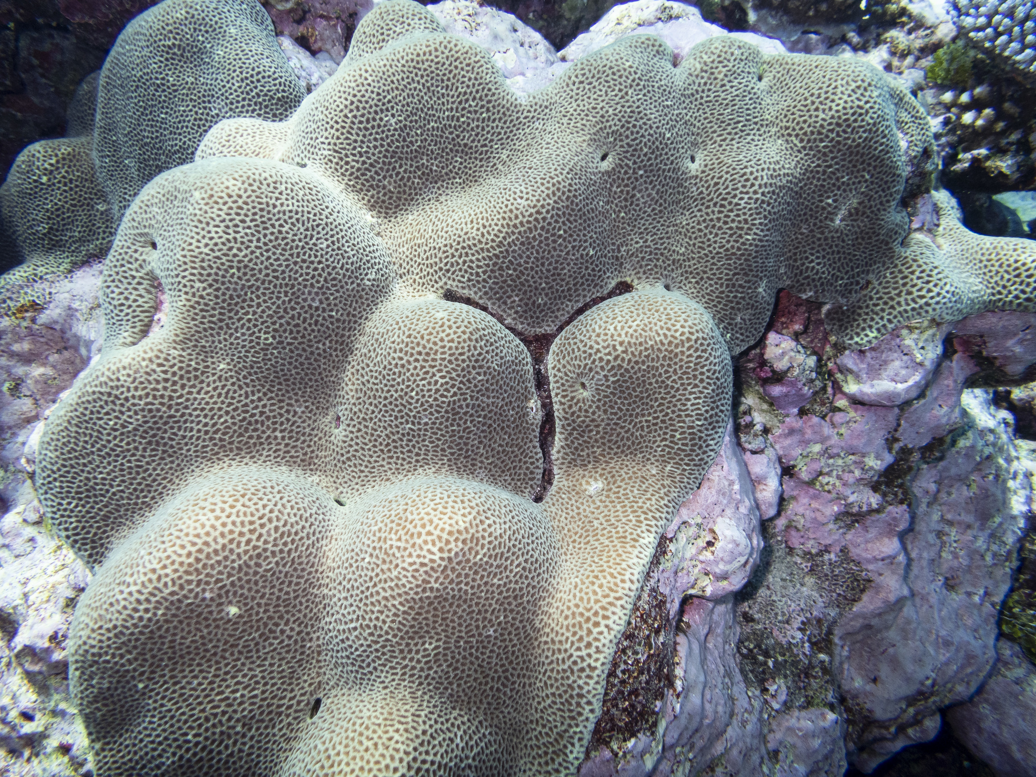 Coeloseris Vaughan, 1918