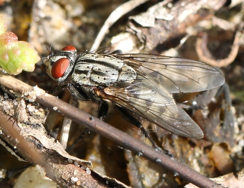 Genus Agria · iNaturalist