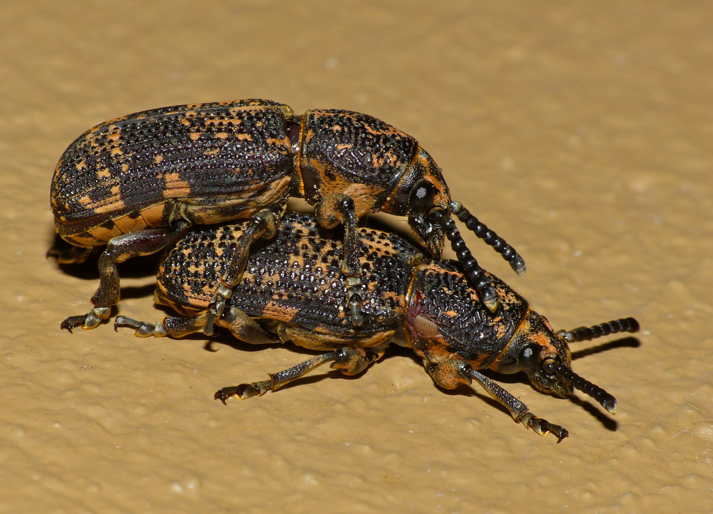 Xylinada rugicollis (Mbuluzi Beetles) · iNaturalist