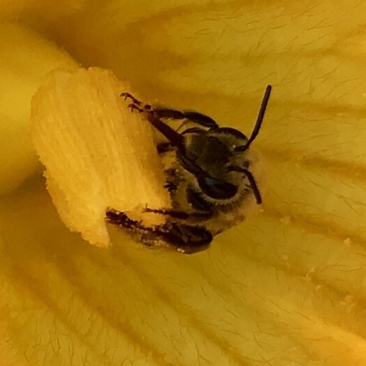 Pruinose Squash Bee in July 2017 by matthorr. On sugar pie pumpkin ...