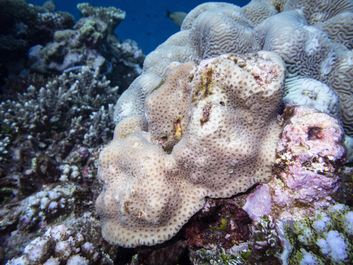Knob Coral (Goniastrea stelligera) · iNaturalist