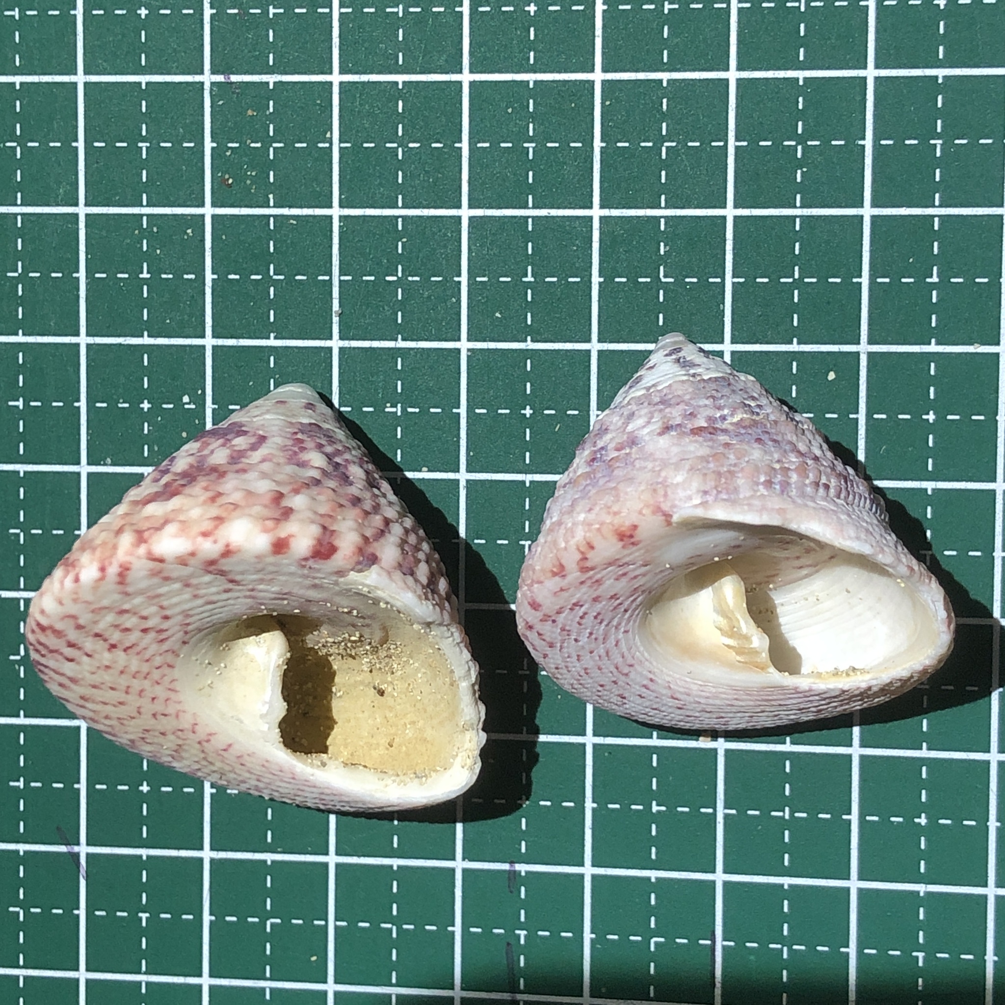 Trochus maculatus Linnaeus, 1758