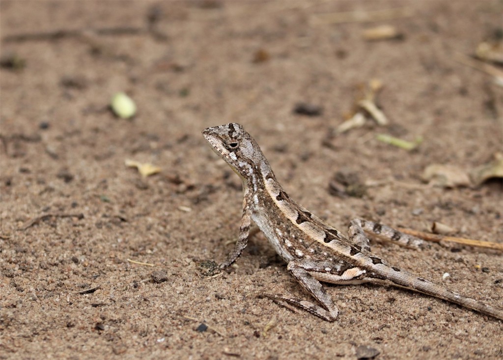 Devaka’s Fan-throated Lizard (Sitana devakai) - Snakes and Lizards