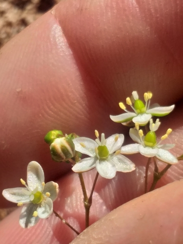 Common Spookasem (Pharnaceum dichotomum) · iNaturalist