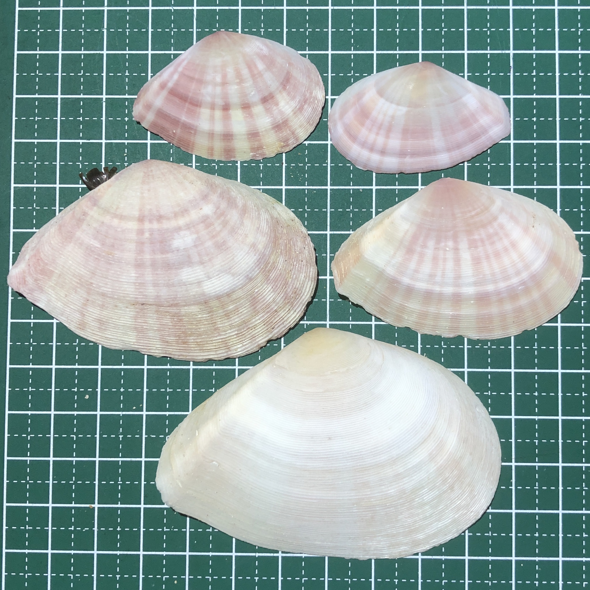 Tellinella virgata (Linnaeus, 1758)