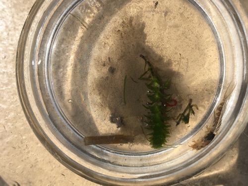 Large Swimming Mayfly (Oniscigaster wakefieldi) · iNaturalist