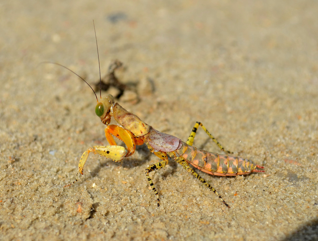 Tarachodula pantherina from mida creek on June 30, 2013 by Stefano ...