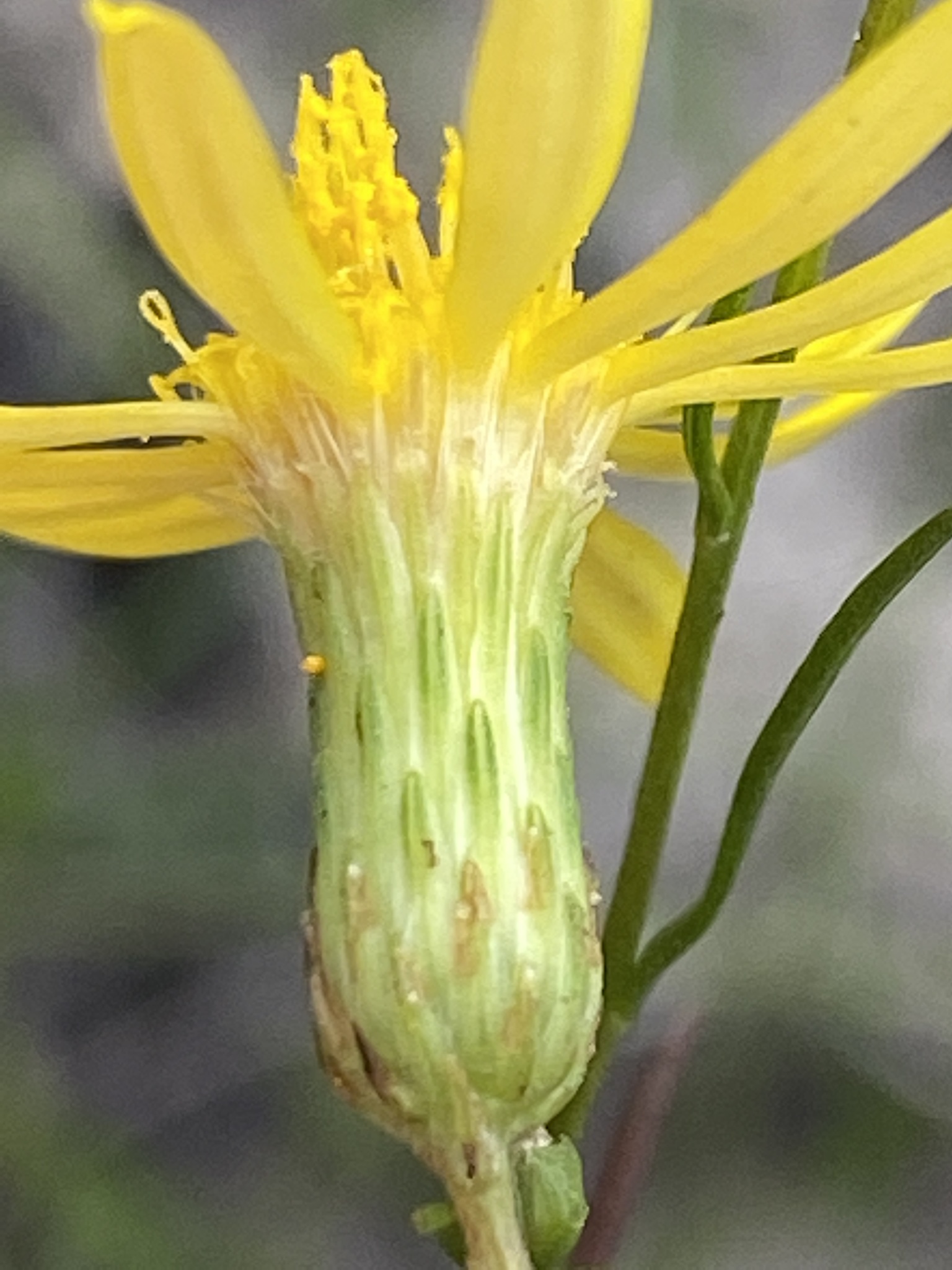 Pityopsis pinifolia (Elliott) Nutt.