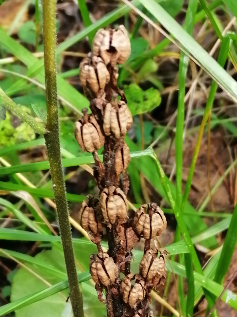 pinesap from Артемовский р-н, Свердловская обл., Россия on August 24 ...