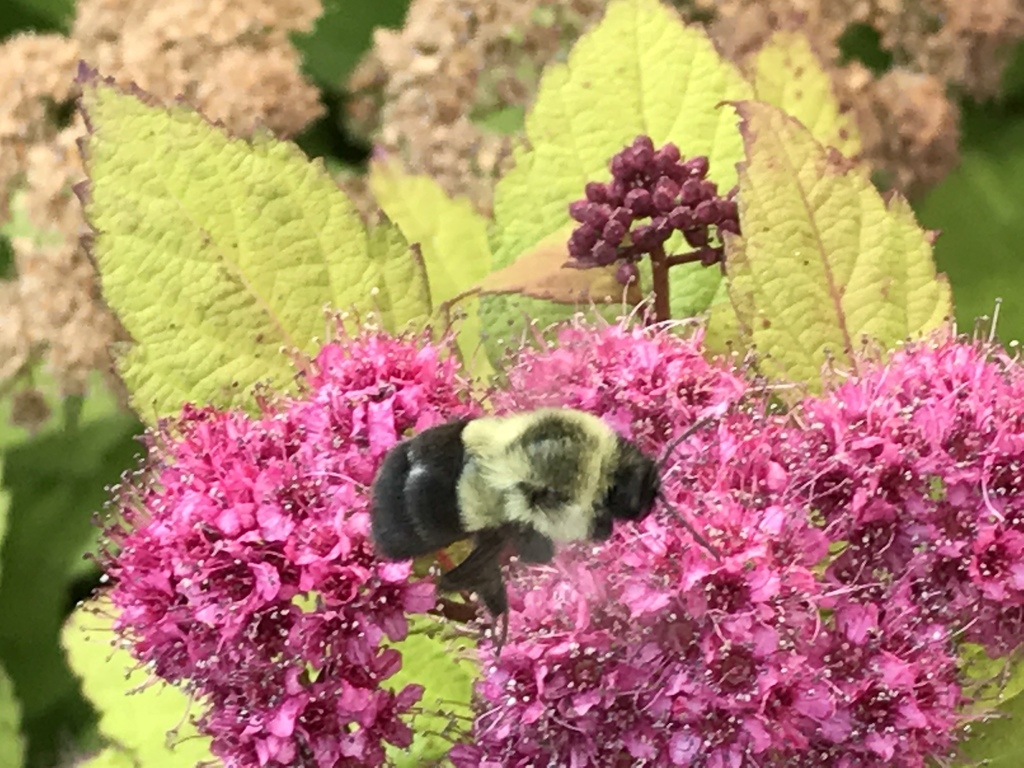 Common Eastern Bumble Bee from 1949 Upper Water St, Halifax, NS, CA on ...