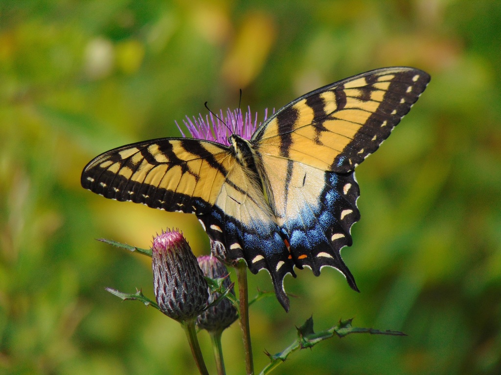 Eastern Tiger Swallowtail from Brecksville, OH 44141, USA on August 23 ...