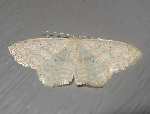Large Lace-border Moth in August 2020 by privatenoaccess · iNaturalist