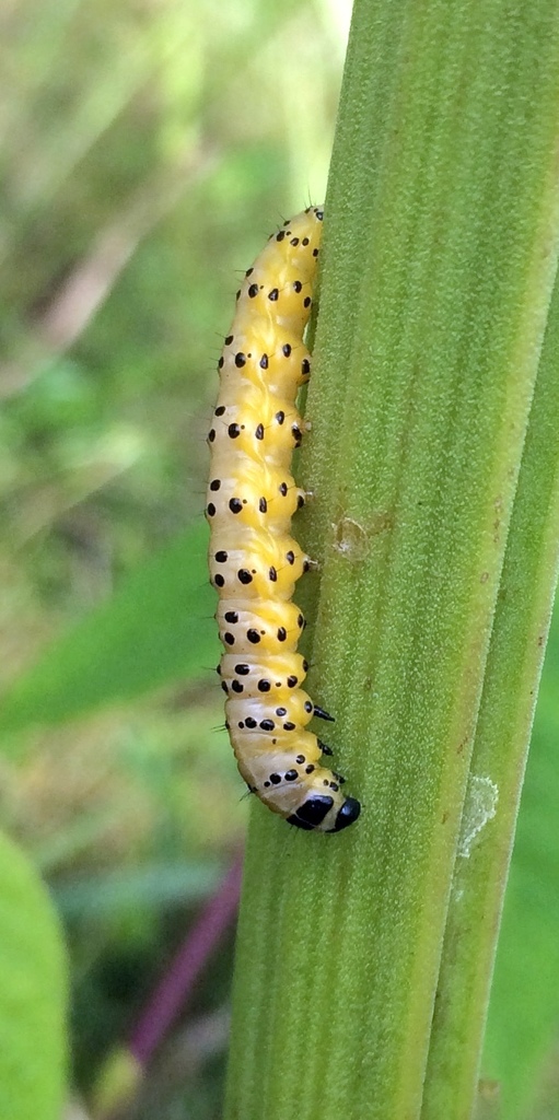 Parsnip Webworm (Caterpillars of Ontario) · iNaturalist