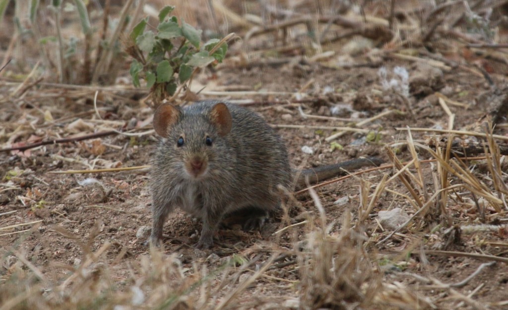 Nile Grass Rat (Arvicanthis niloticus) - Know Your Mammals