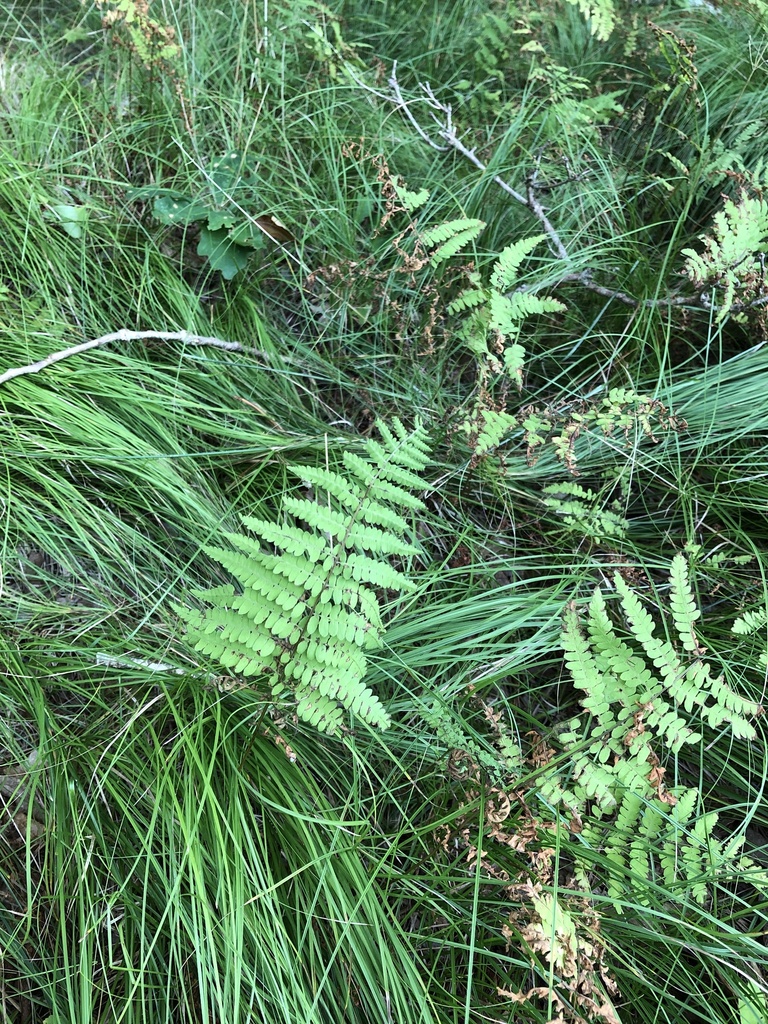 marsh fern from Felix Neck Wildlife Sanctuary, Edgartown, MA, US on ...