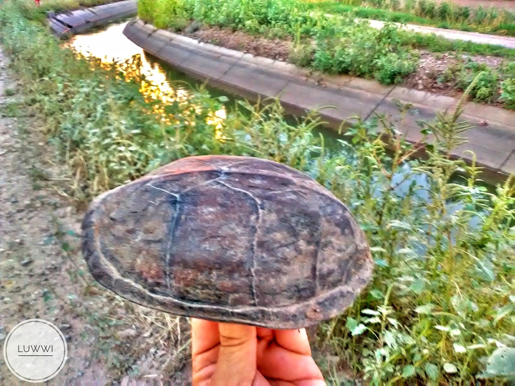 Mexican Mud Turtle from El Fuerte, Sin., México on September 14, 2017 ...