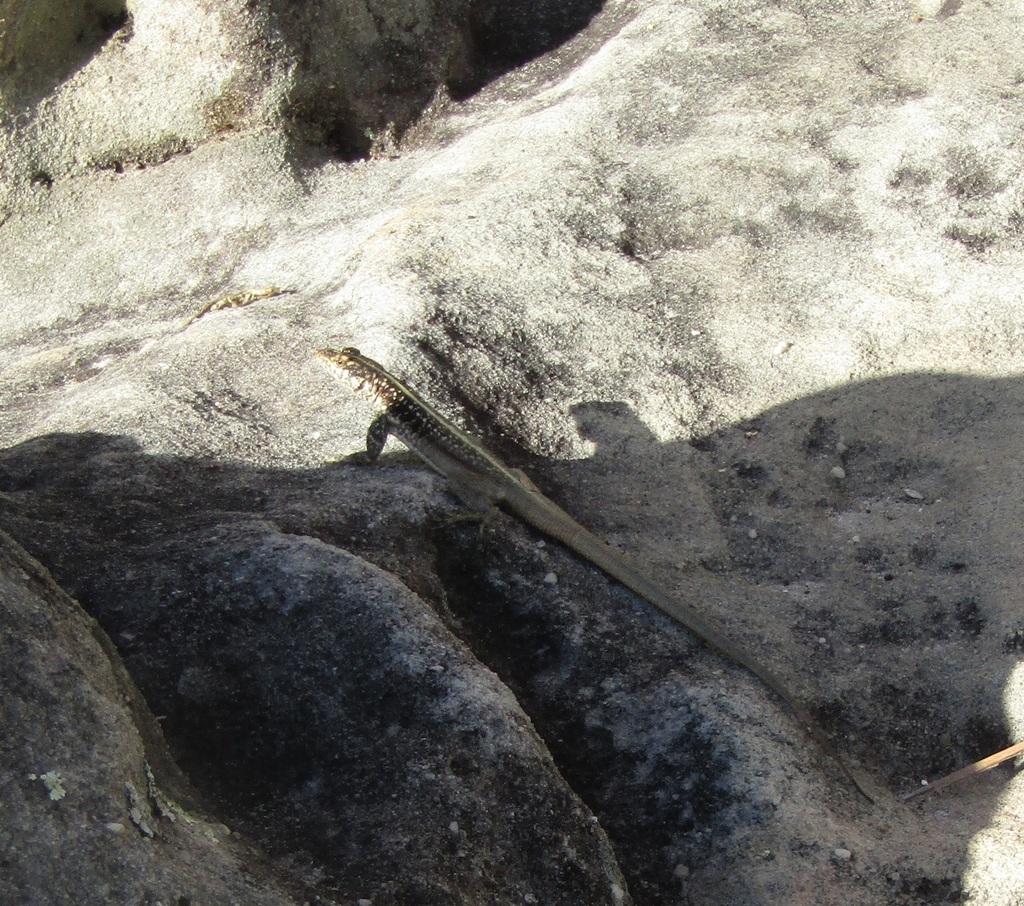 Striped Lava Lizard from Buíque - PE, Brasil on August 15, 2020 at 04: ...