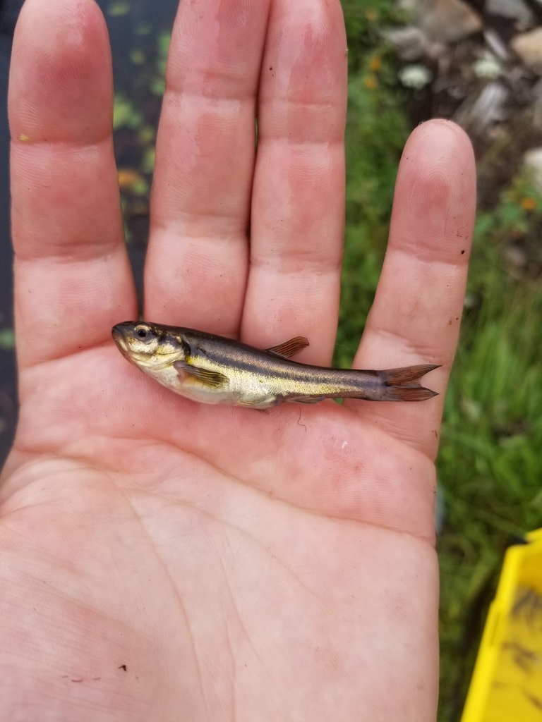 Finescale Dace (SD Fish Passage Guide ) · iNaturalist