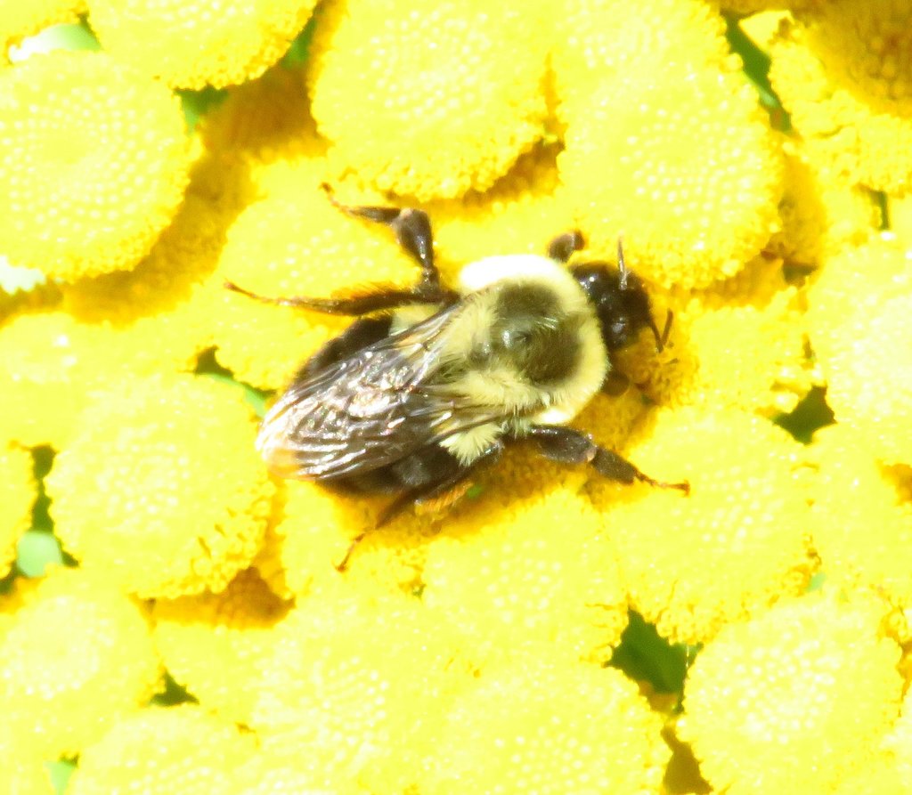 Common Eastern Bumble Bee from Saranac Lake, NY, USA on August 22, 2020 ...