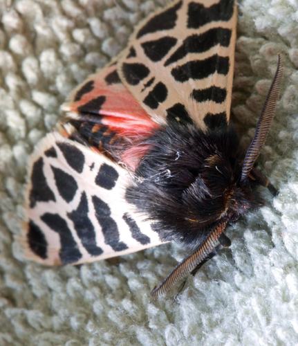 Apantesis ursina · iNaturalist Mexico