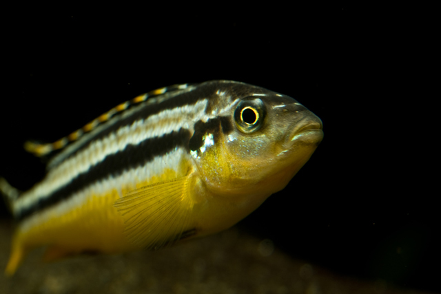 Golden Mbuna (Melanochromis auratus) - Marine Life Identification