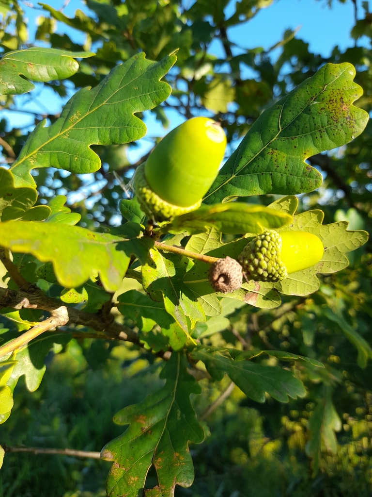 English oak from Greater Manchester on August 24, 2020 at 05:19 PM by ...