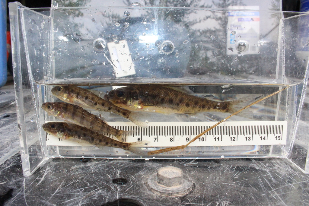 Trout-perch (Percopsis omiscomaycus) - Marine Life Identification