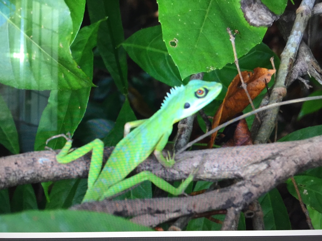 Green Crested Lizard from Singapore Strait on August 24, 2020 at 06:40 ...