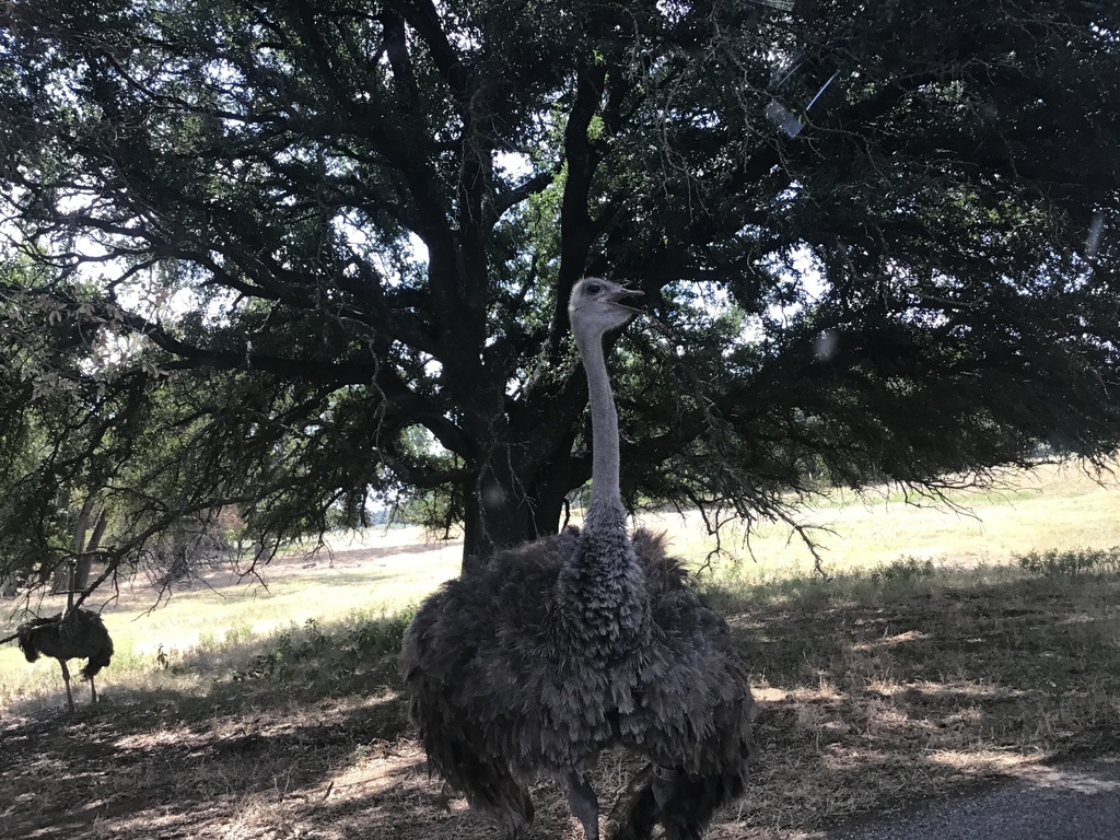 Common Ostrich from Fossil Rim Wildlife Center, Glen Rose, TX, US on ...