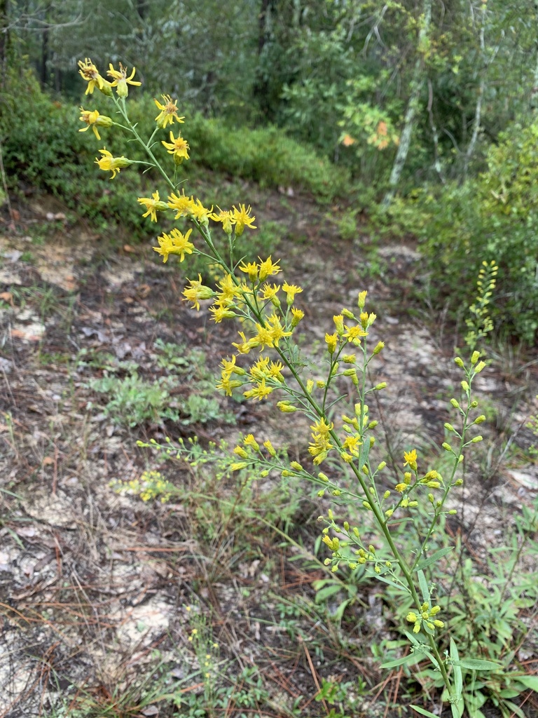 Kral's goldenrod (Solidago kralii) - Botanical Realm