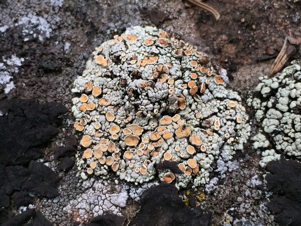Scattered Rock-posy Lichen (Denver-Boulder Metro Area: Fungi, Lichen ...