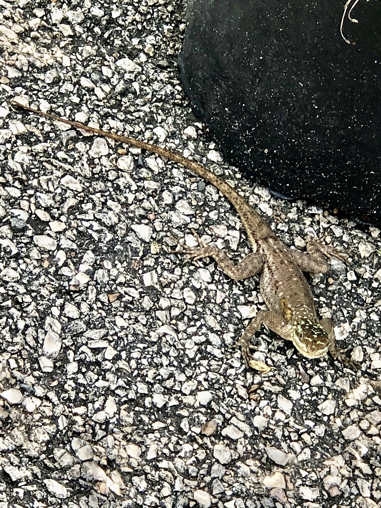 Peters's Rock Agama from 77079 on August 23, 2020 by leslieinhouston ...