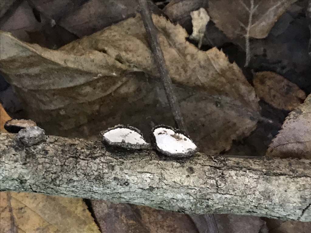 Datronia stereoides from Monroe County, US-IN, US on August 23, 2020 at ...