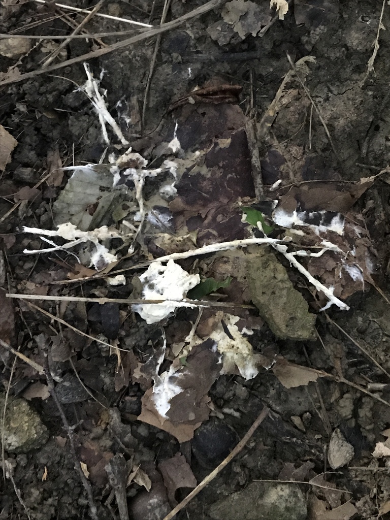enveloping crust from Morgan-Monroe State Forest, Unionville, IN, US on ...