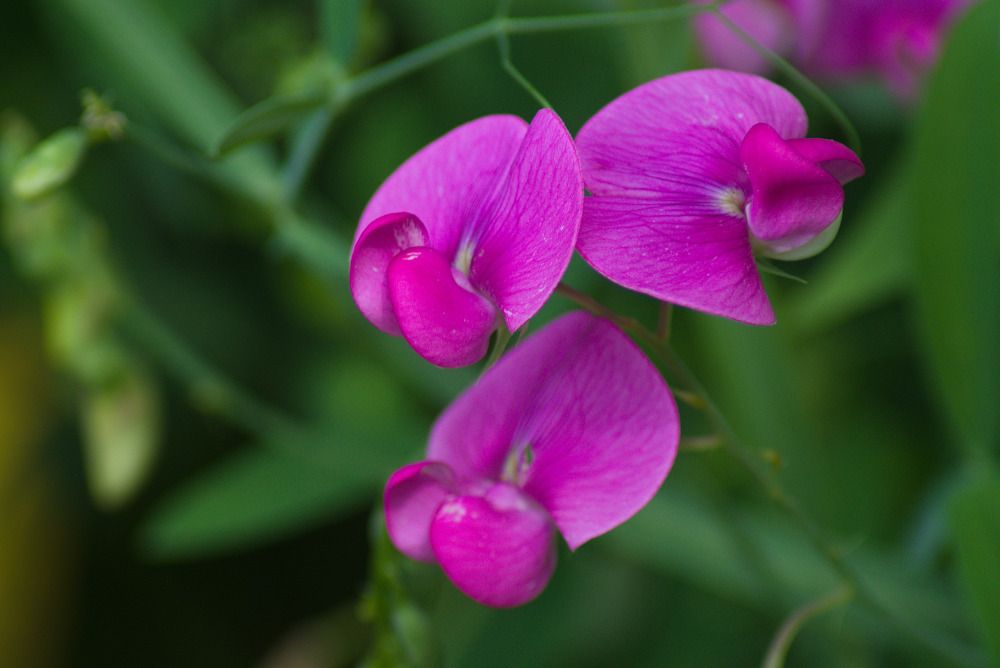 sweet peas and vetchlings (Fabaceae (Pea) of the Pacific Northwest ...