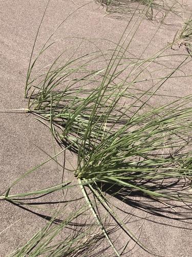 Blowout Grass (Plants of Jackson Lake State Park) · iNaturalist