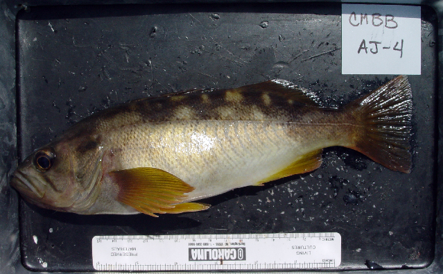 Olive Rockfish (Sebastes serranoides) - Marine Life Identification