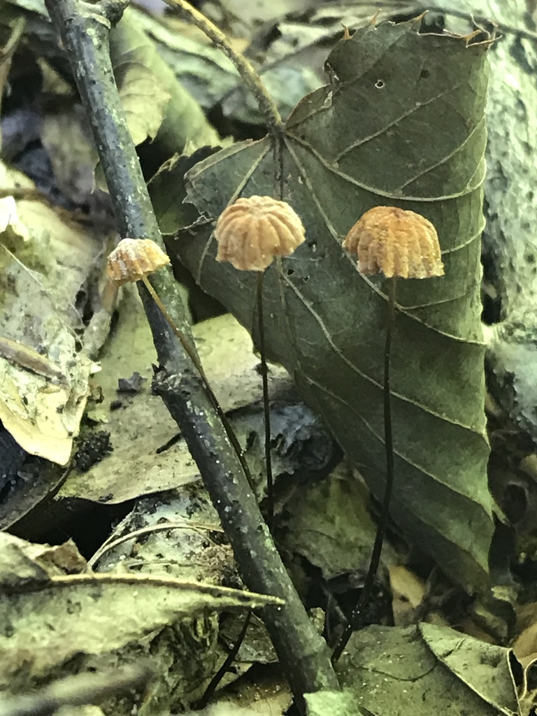 pinwheels and parachute mushrooms from Monroe County, US-IN, US on ...