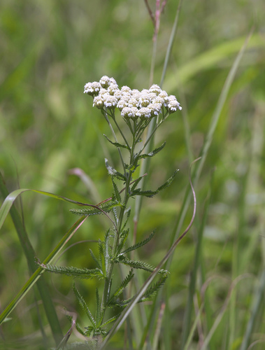 Variety Achillea alpina discoidea · iNaturalist