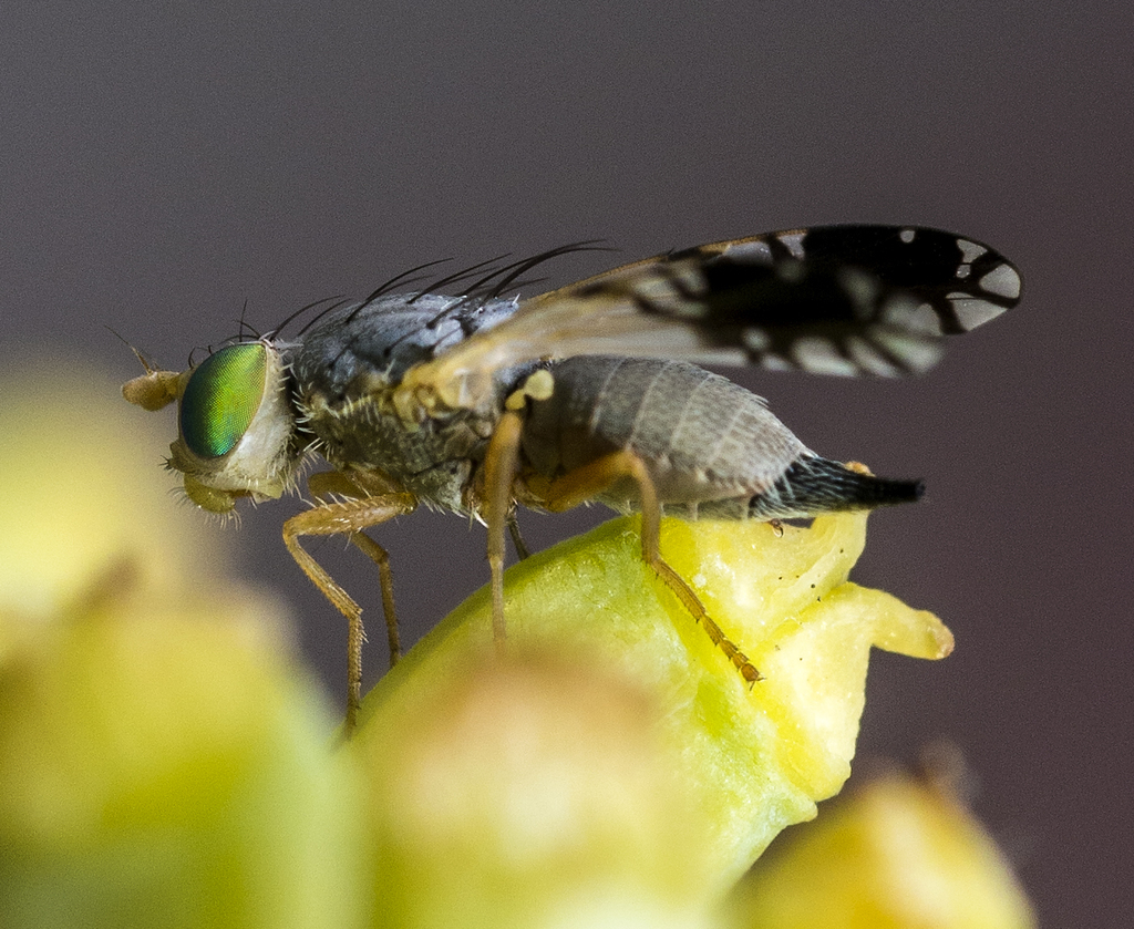 Marigold Fruit Fly from San Carlos, San Diego, CA, USA on August 24 ...