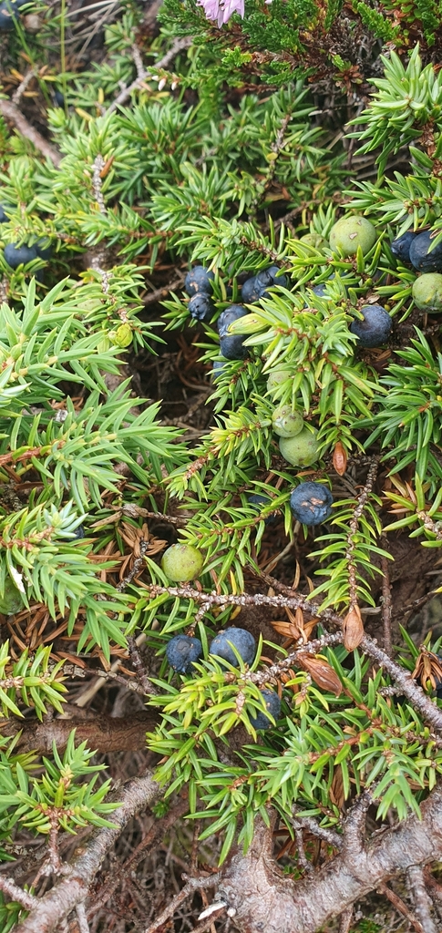 common juniper from 6912 Kinn, Norge on August 24, 2020 at 04:17 PM by ...