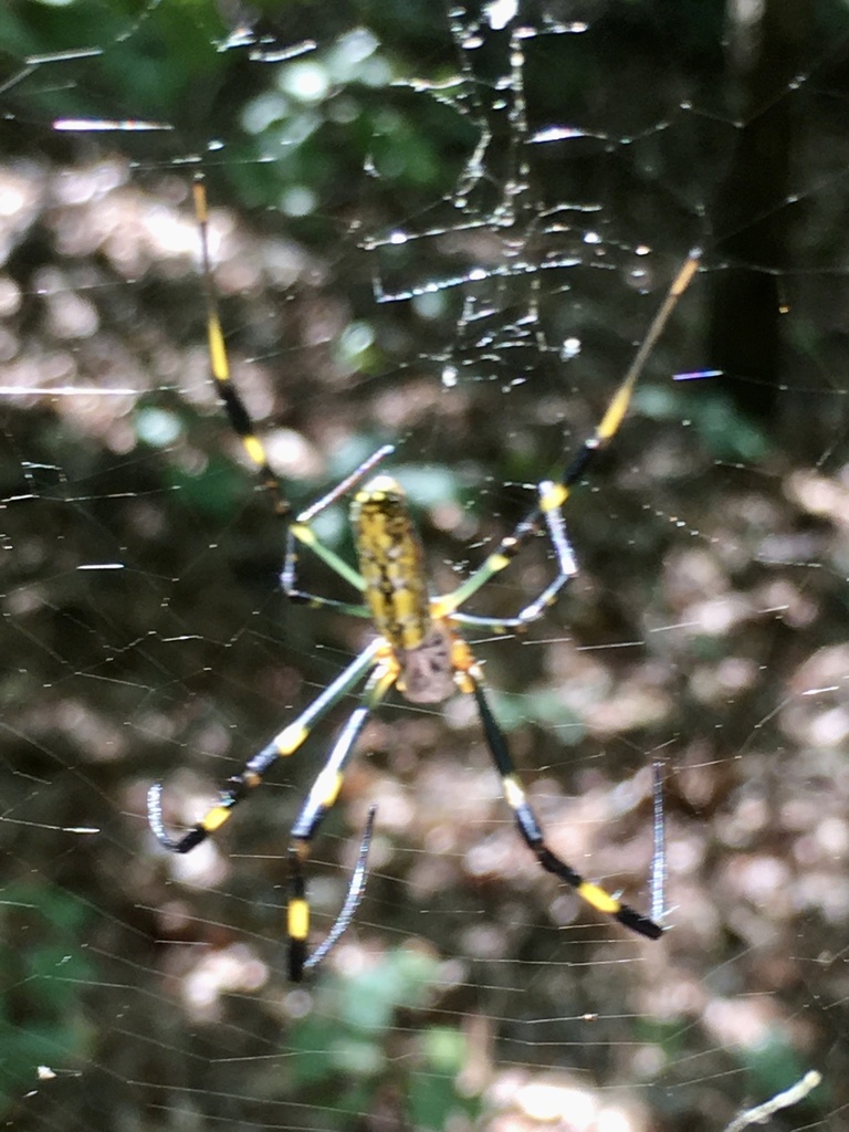 Joro Spider from Calvary Church Rd, Gainesville, GA, US on August 18 ...